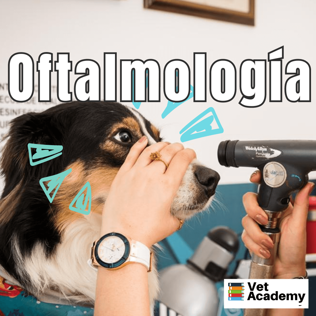 Vet Academy